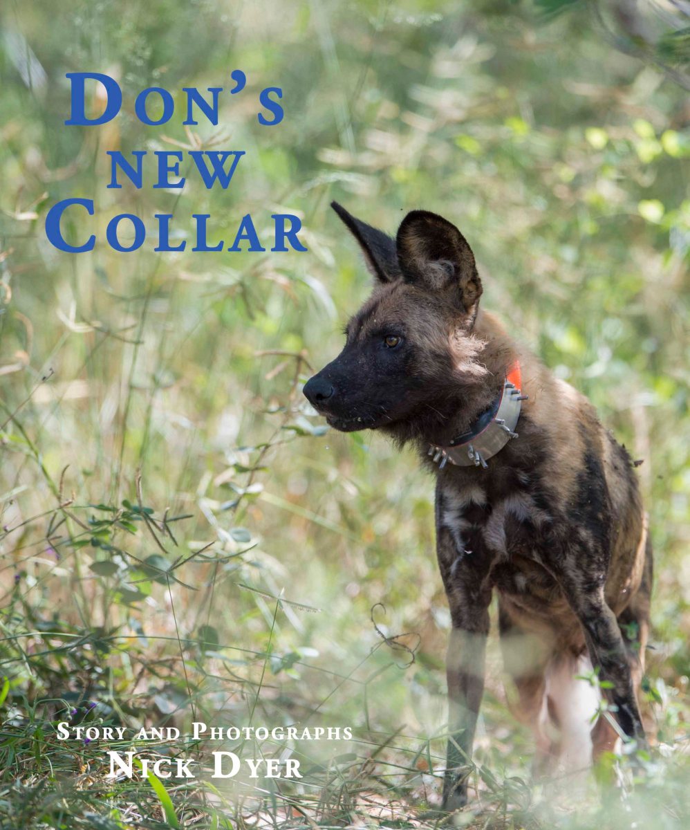 Don’s new collar